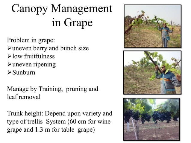 Canopy management and Rejuvenation in fruit crops.pptx