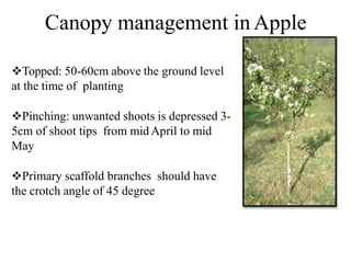 Canopy management and Rejuvenation in fruit crops.pptx