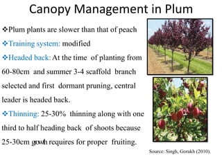 Canopy management and Rejuvenation in fruit crops.pptx