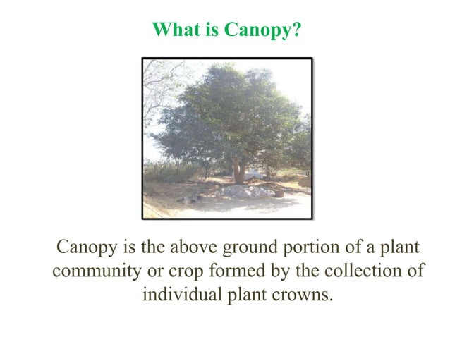 Canopy management and Rejuvenation in fruit crops.pptx