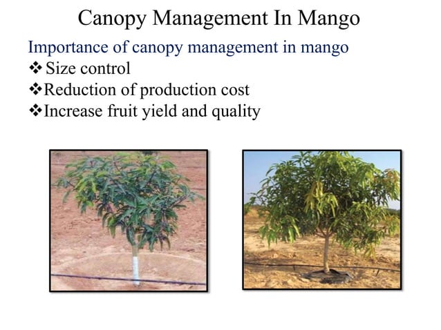Canopy management and Rejuvenation in fruit crops.pptx
