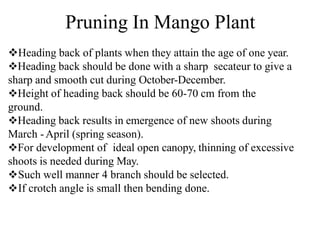 Canopy management and Rejuvenation in fruit crops.pptx