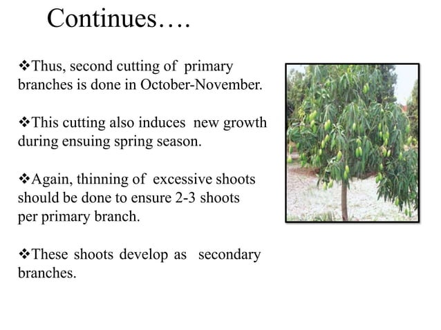 Canopy management and Rejuvenation in fruit crops.pptx