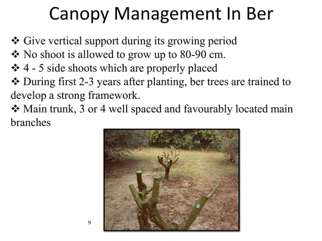 Canopy management and Rejuvenation in fruit crops.pptx