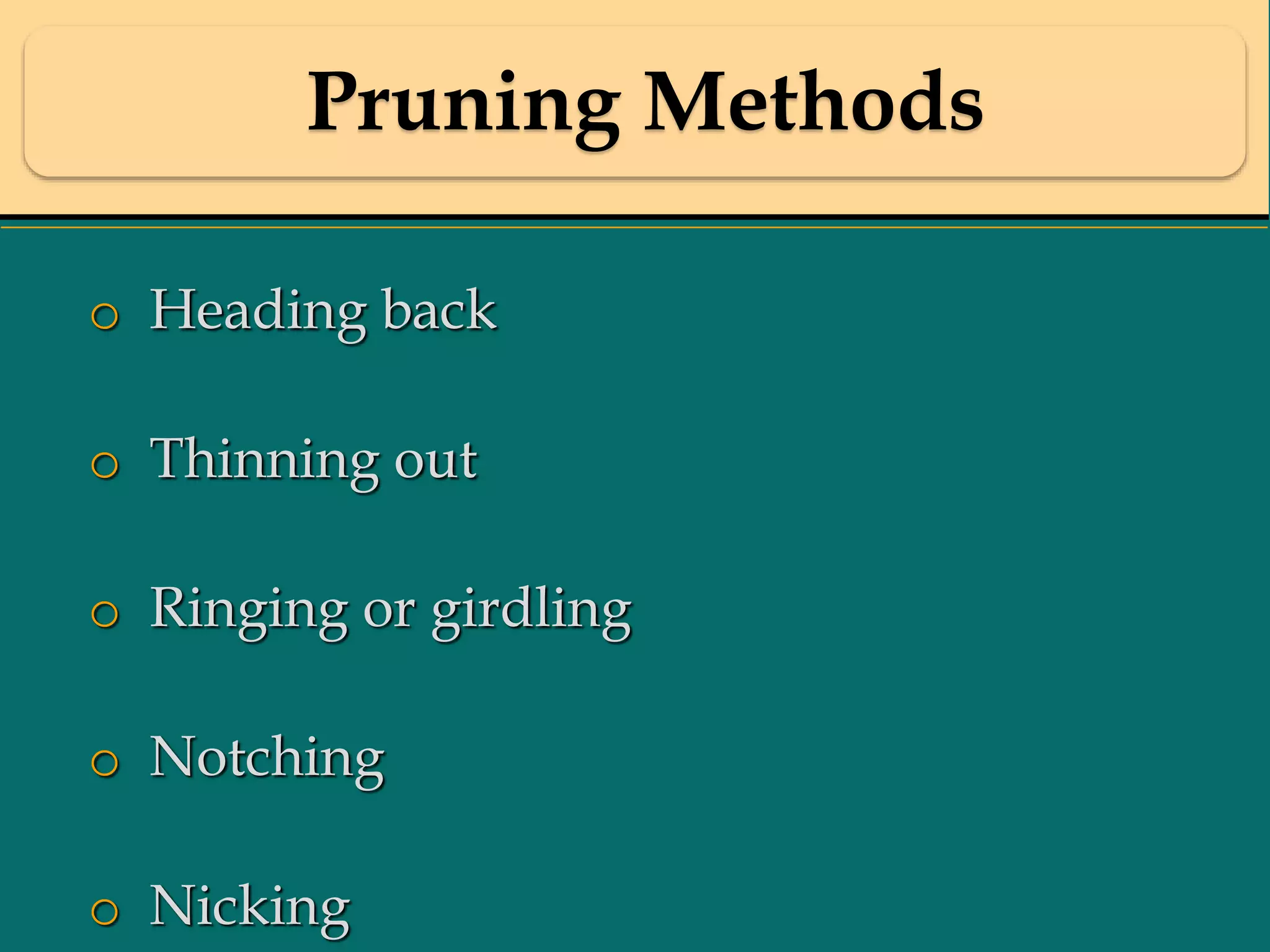 CANOPY MANAGEMENT IN FRUIT CROPS.ppt