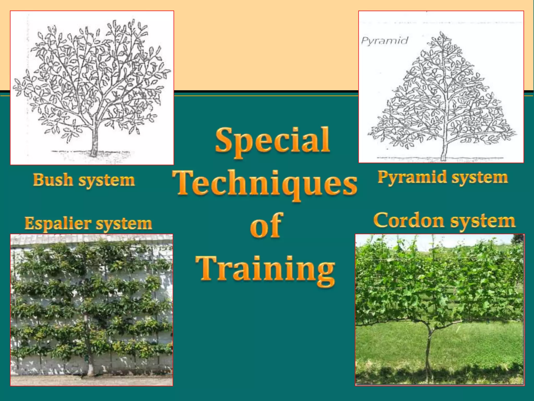 CANOPY MANAGEMENT IN FRUIT CROPS.ppt