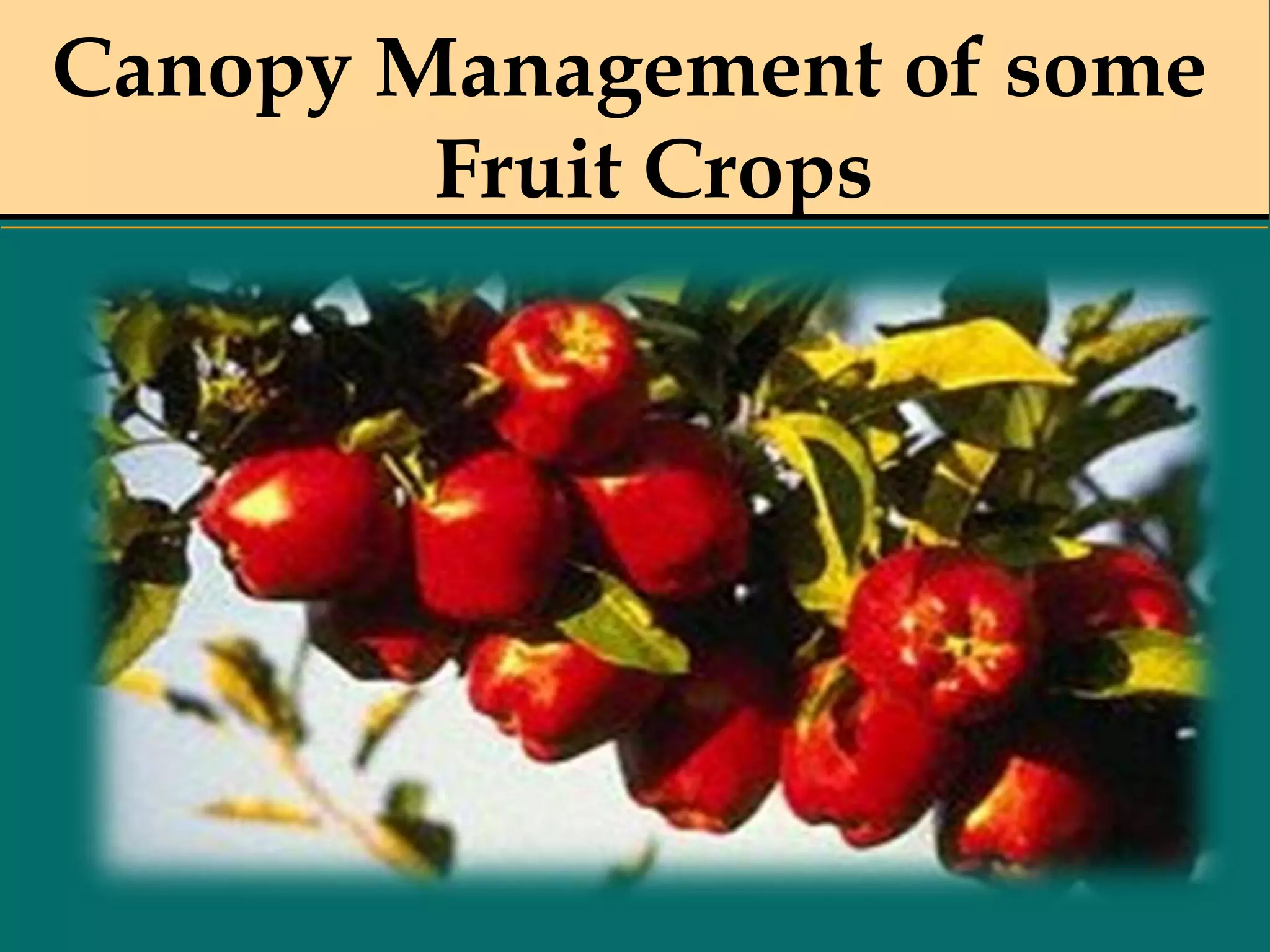 CANOPY MANAGEMENT IN FRUIT CROPS.ppt
