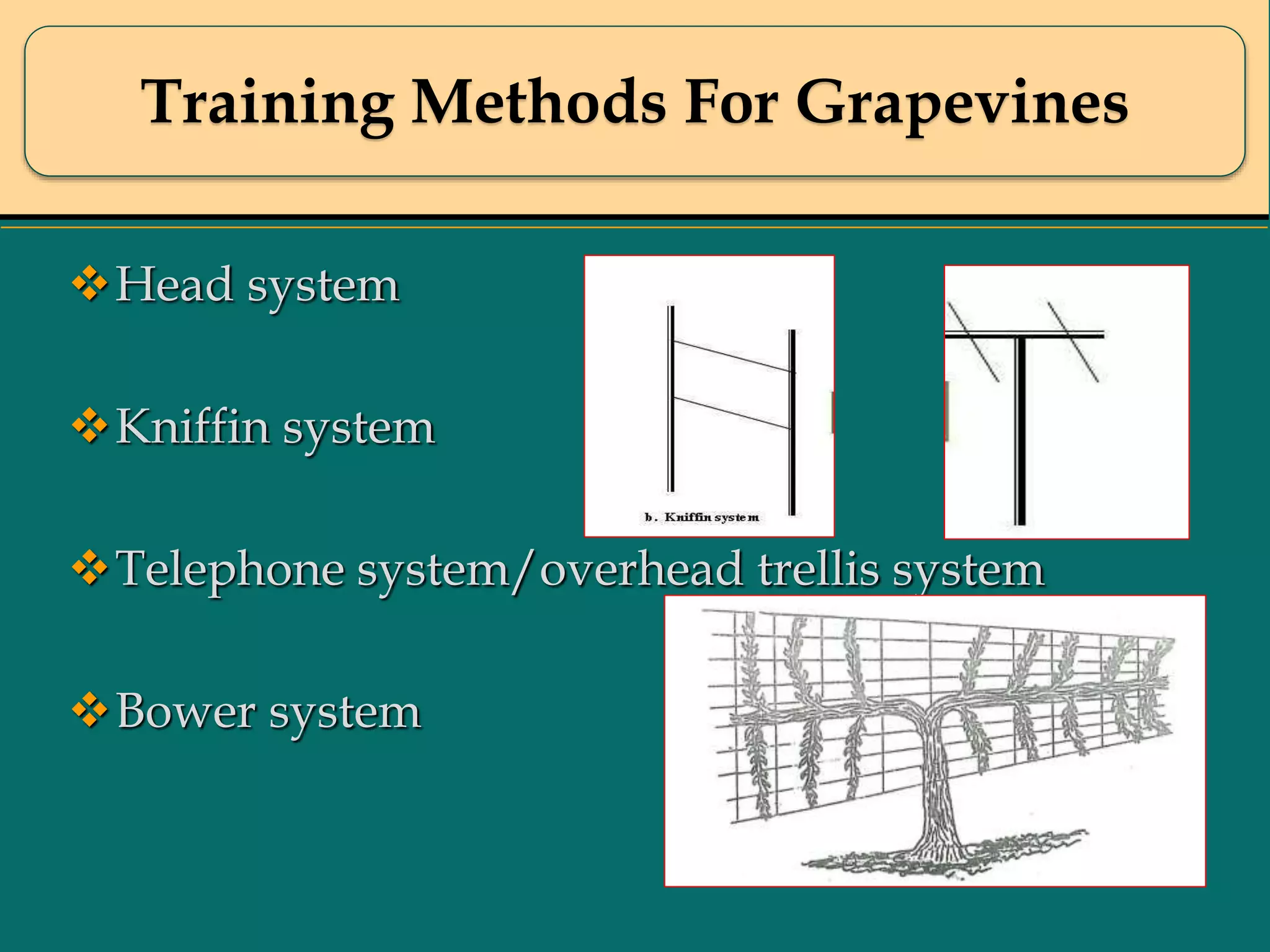 CANOPY MANAGEMENT IN FRUIT CROPS.ppt
