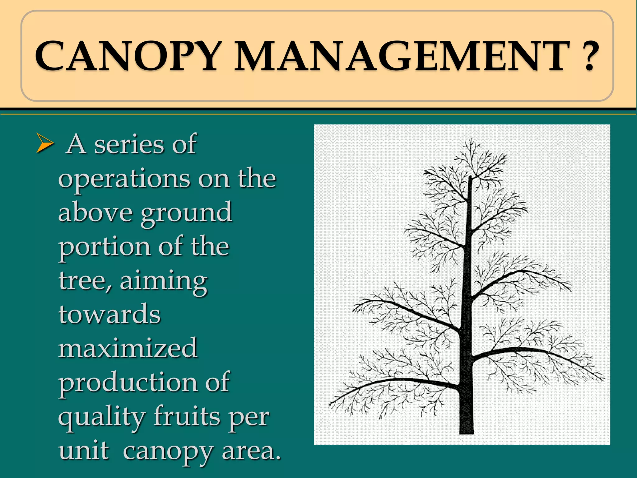 CANOPY MANAGEMENT IN FRUIT CROPS.ppt