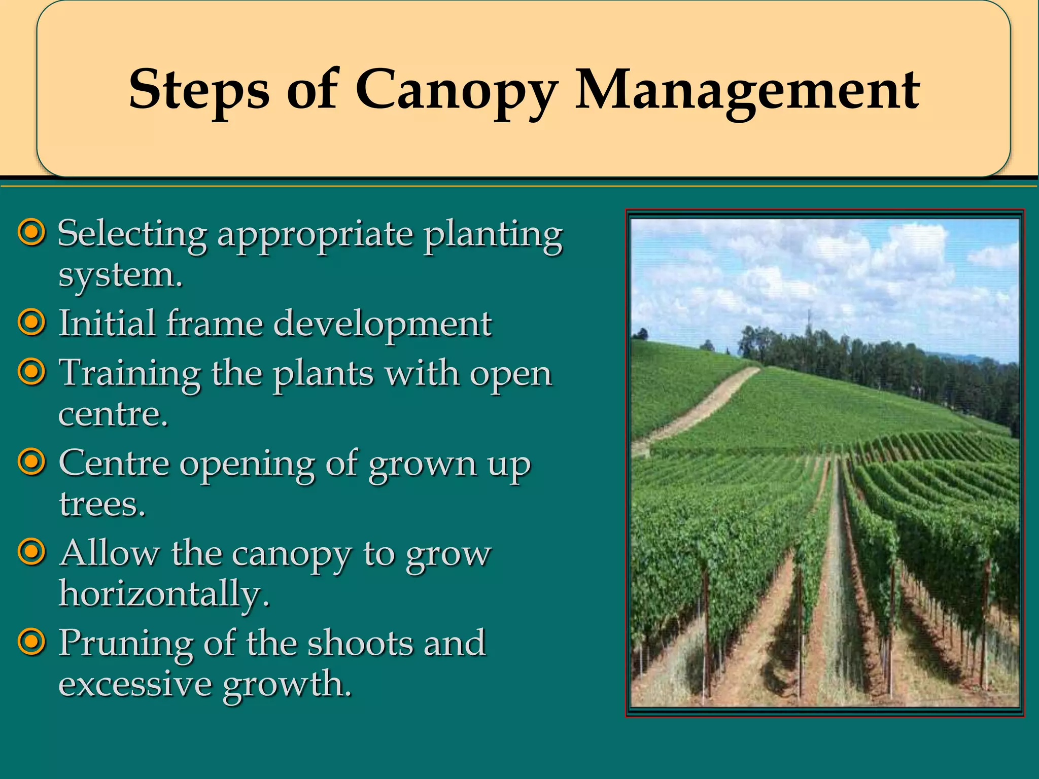 CANOPY MANAGEMENT IN FRUIT CROPS.ppt