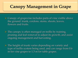 CANOPY MANAGEMENT IN FRUIT CROPS.ppt