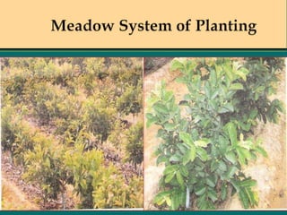 CANOPY MANAGEMENT IN FRUIT CROPS.ppt