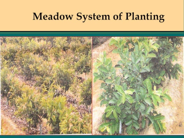 CANOPY MANAGEMENT IN FRUIT CROPS.ppt