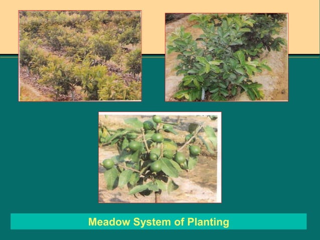 CANOPY MANAGEMENT IN FRUIT CROPS.ppt
