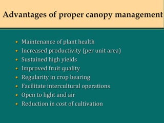 CANOPY MANAGEMENT IN FRUIT CROPS.ppt