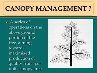 CANOPY MANAGEMENT IN FRUIT CROPS.ppt