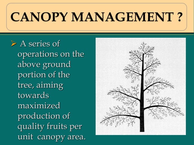 CANOPY MANAGEMENT IN FRUIT CROPS.ppt