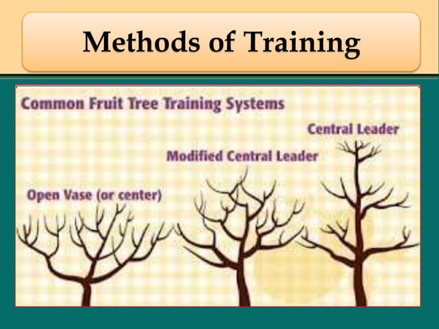 CANOPY MANAGEMENT IN FRUIT CROPS.ppt