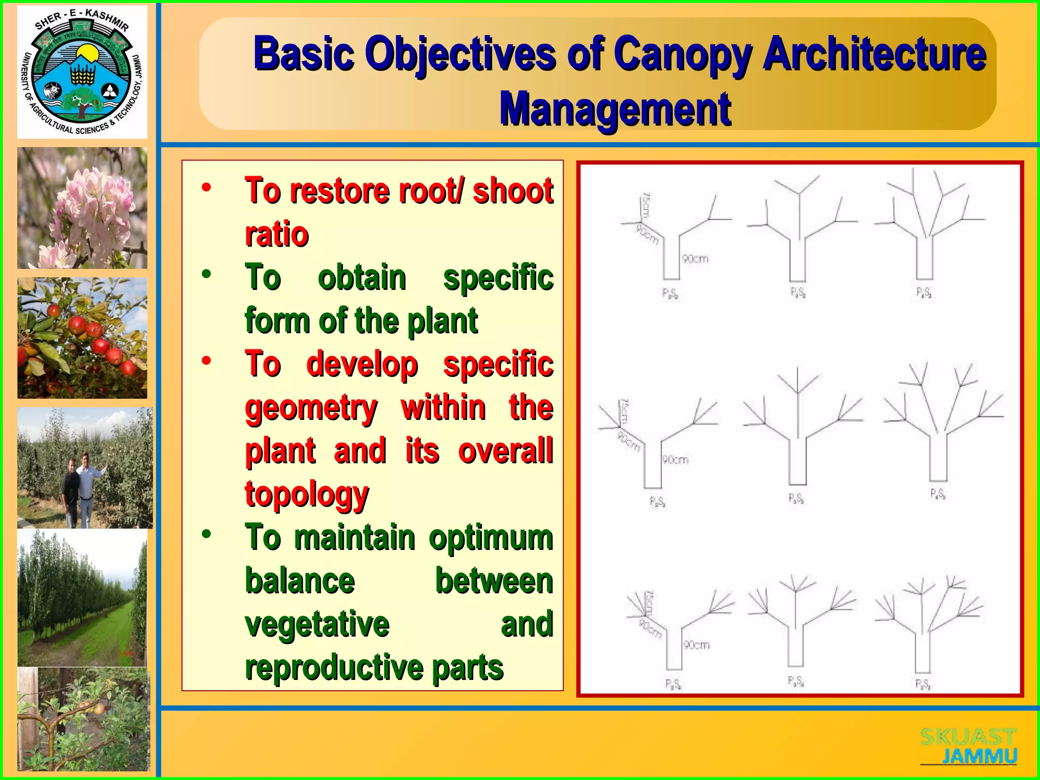 Canopy management in fruits | PPT