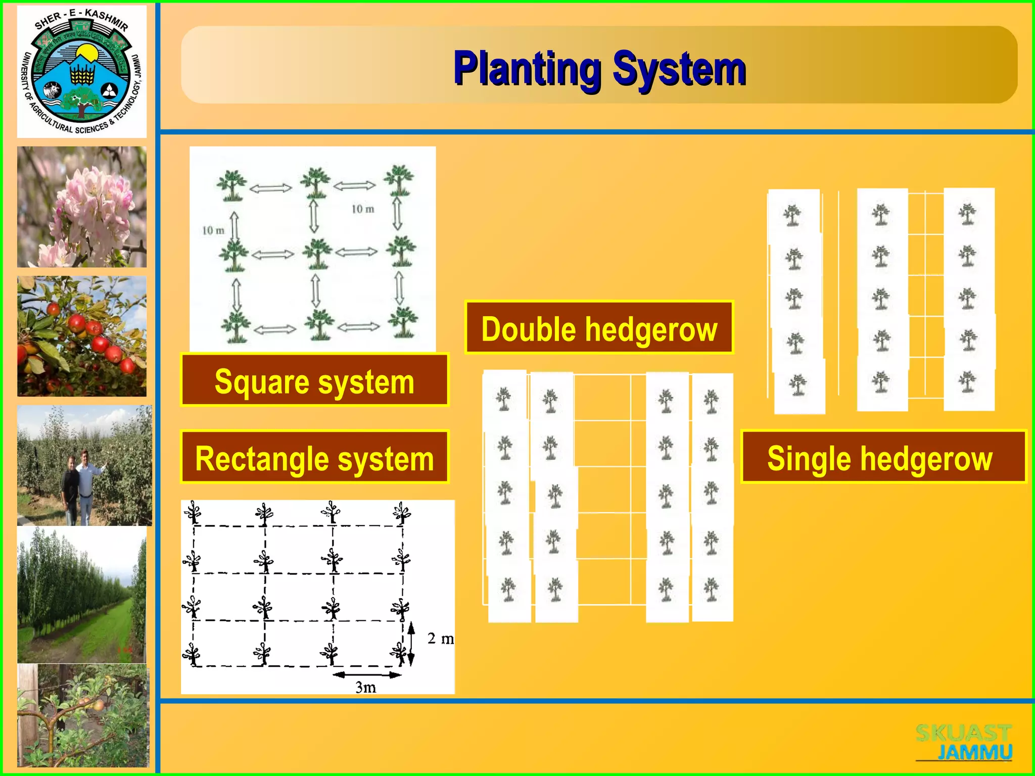Canopy management in fruits | PPT