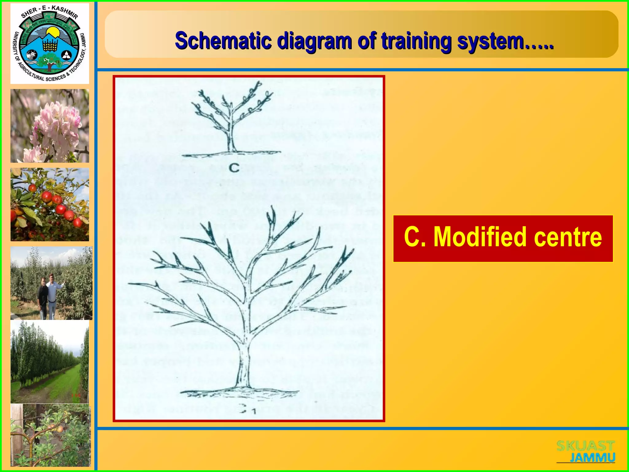 Canopy management in fruits | PPT