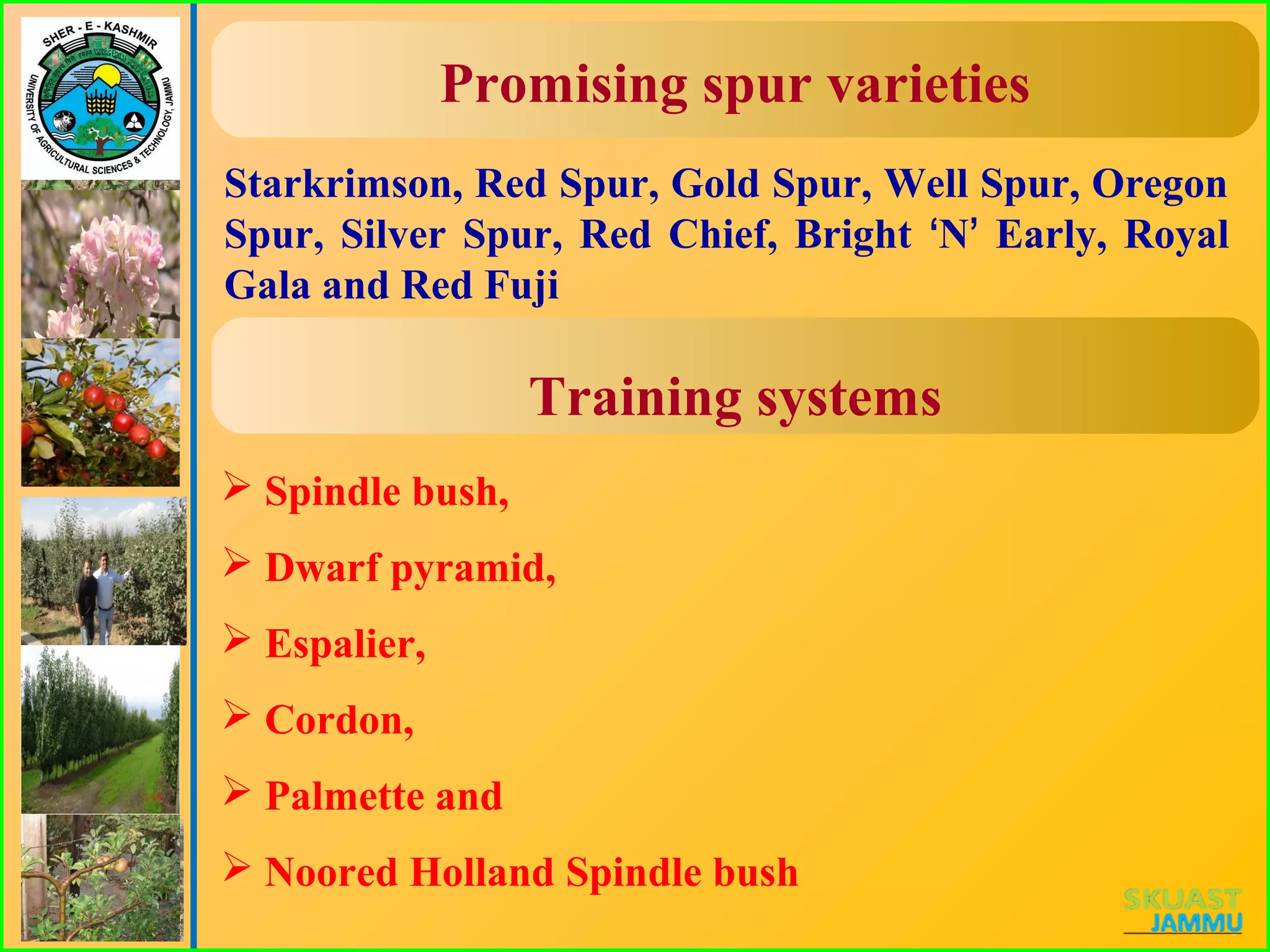 Canopy management in fruits | PPT