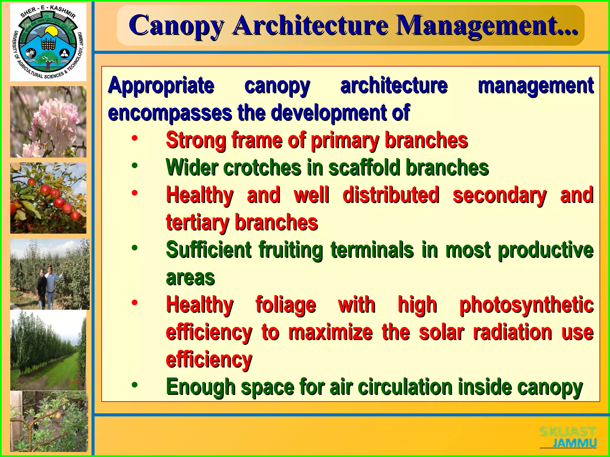 Canopy management in fruits | PPT