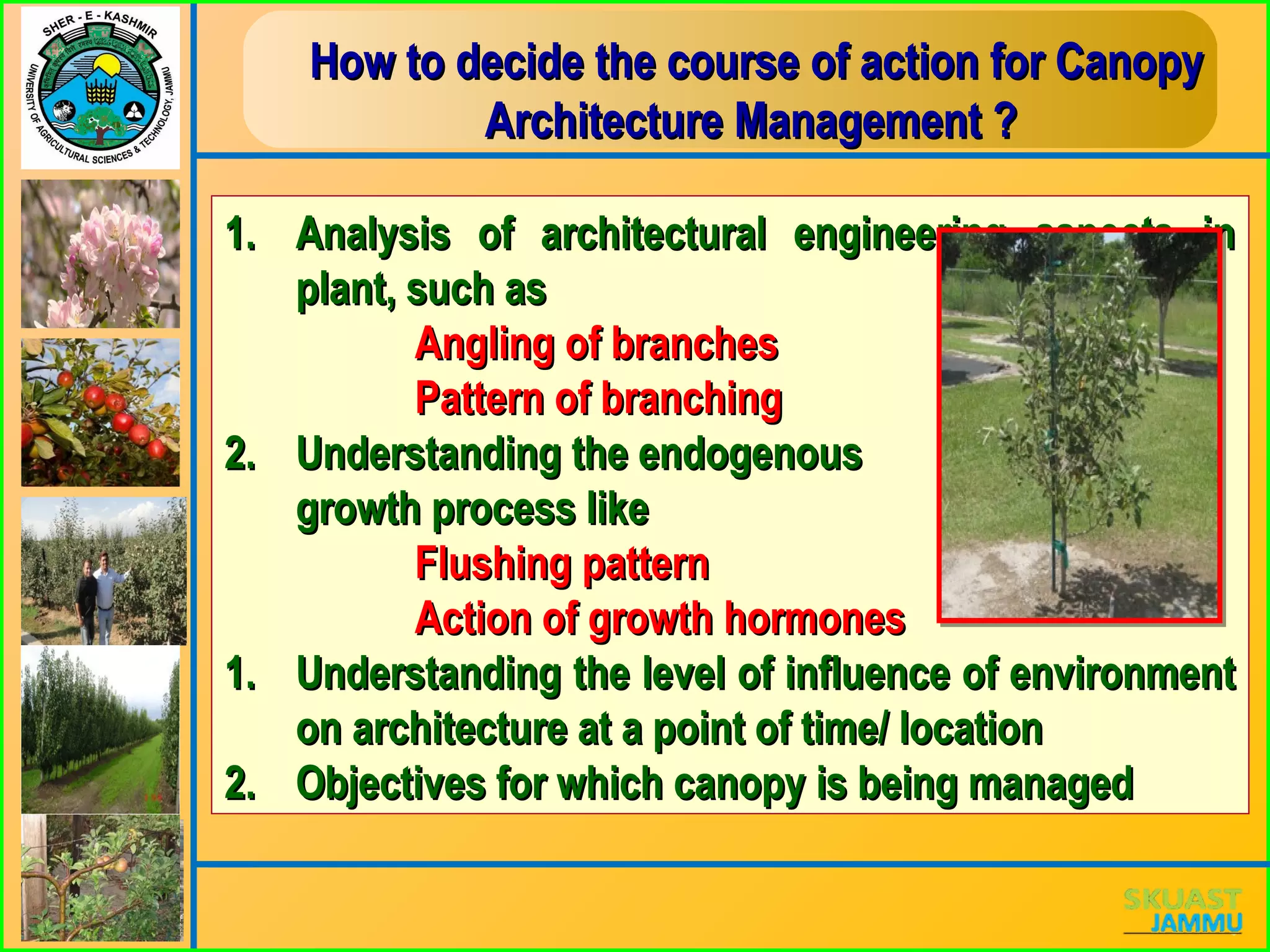Canopy management in fruits | PPT