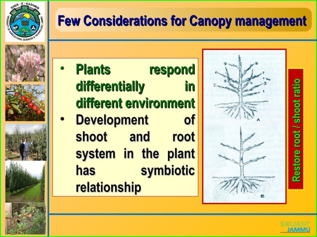 Canopy management in fruits | PPT