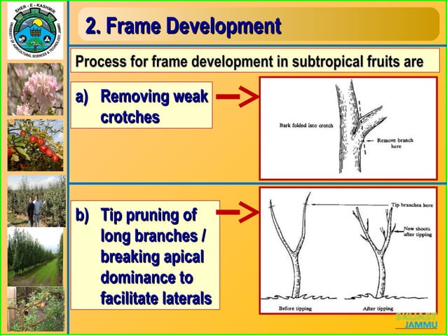 Canopy management in fruits | PPT