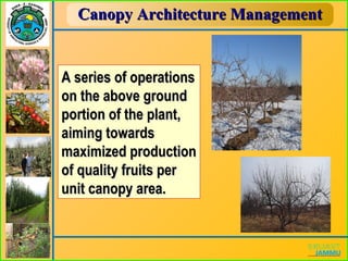 Canopy management in fruits | PPT
