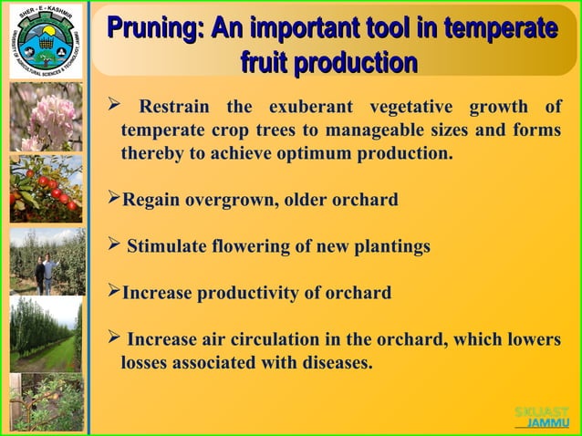 Canopy management in fruits | PPT