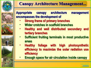 Canopy management in fruits | PPT