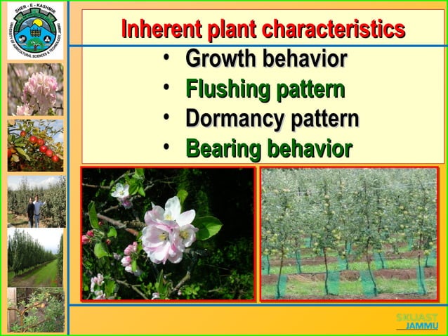 Canopy management in fruits | PPT