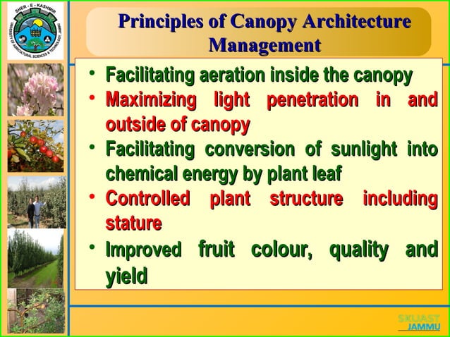 Canopy management in fruits | PPT