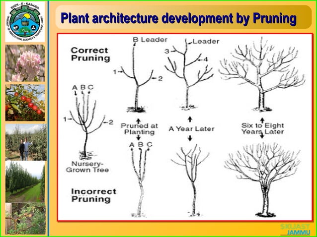Canopy management in fruits | PPT
