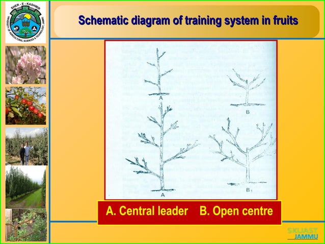 Canopy management in fruits | PPT