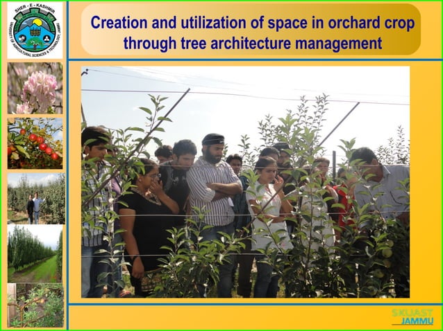 Canopy management in fruits | PPT