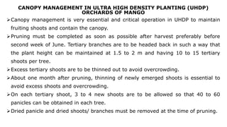 How to ma Canopy Management in Mango.pptx
