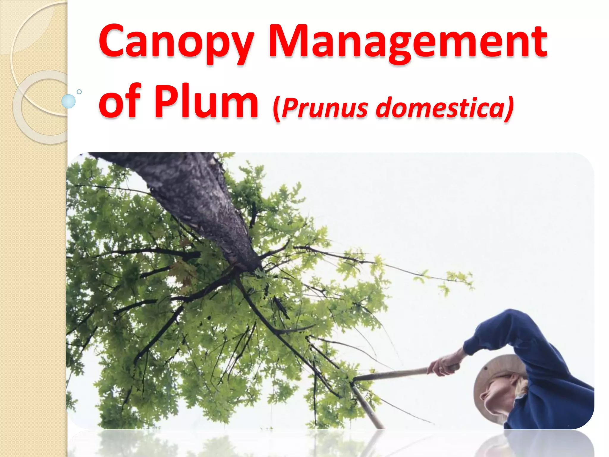 Canopy management of plum (prunus domestica) | PPTX