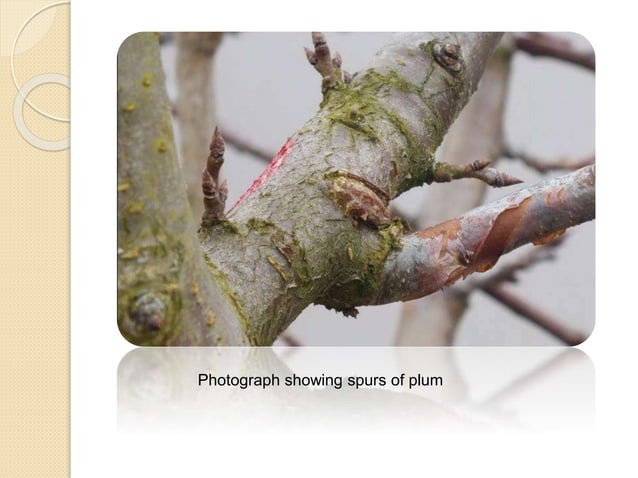 Canopy management of plum (prunus domestica) | PPTX
