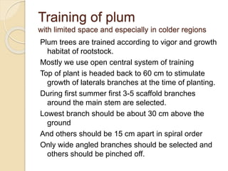 Canopy management of plum (prunus domestica) | PPTX