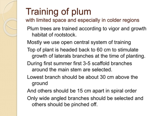 Canopy management of plum (prunus domestica) | PPTX