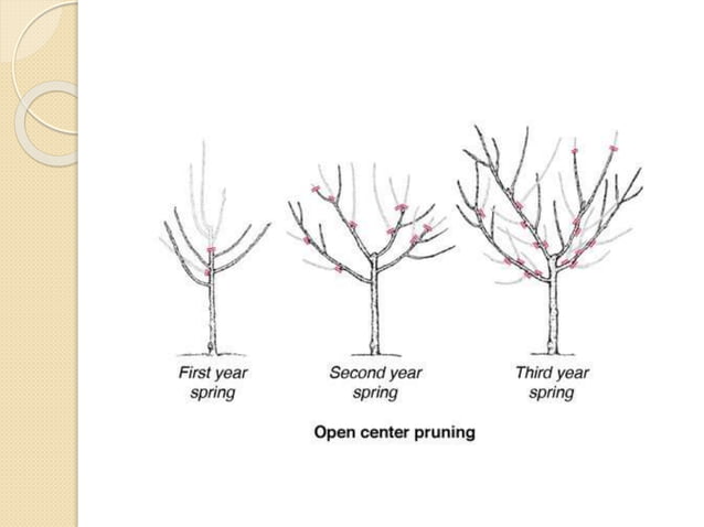 Canopy management of plum (prunus domestica) | PPTX