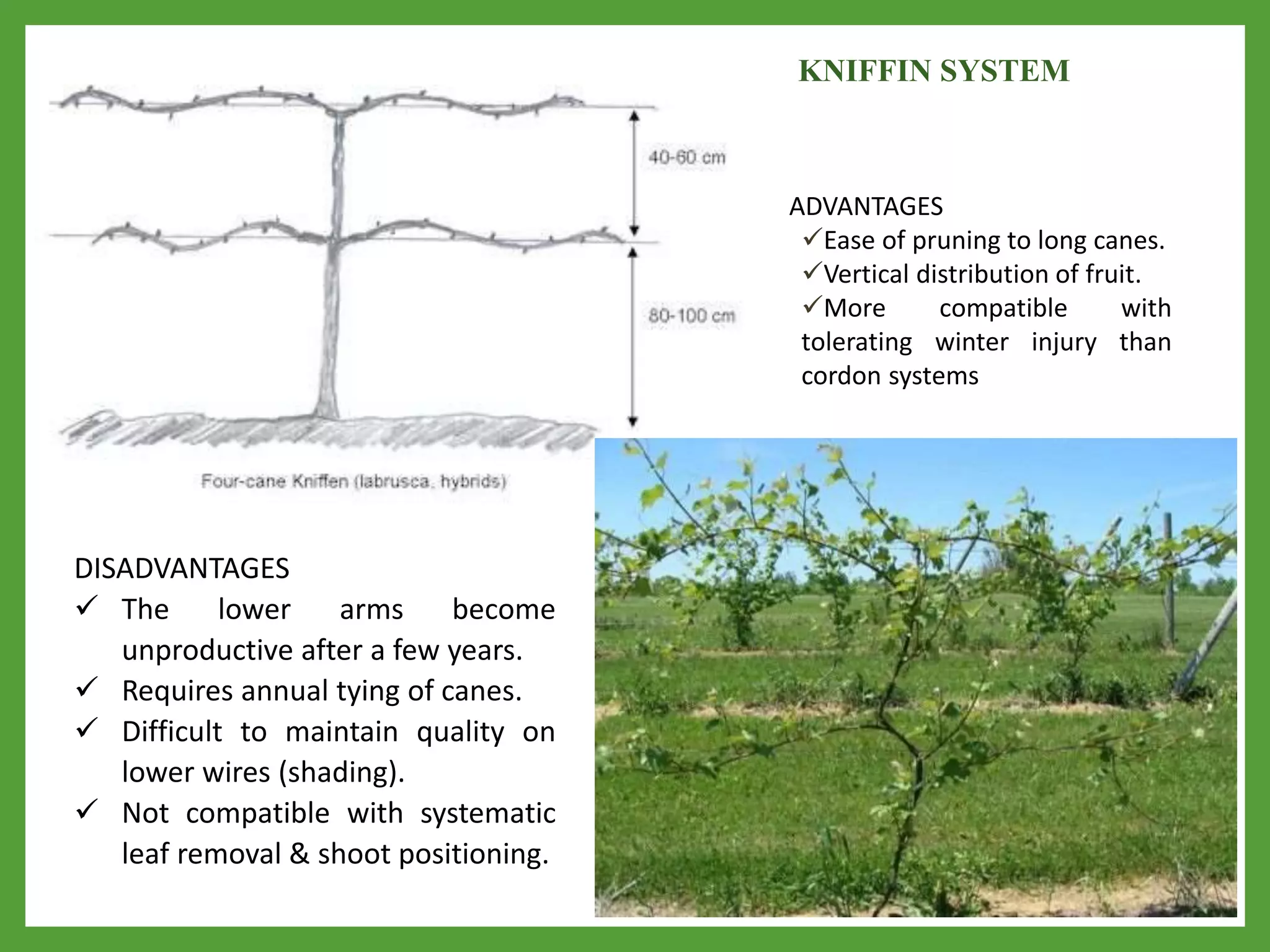 Canopy managemnt in grapes | PPTX