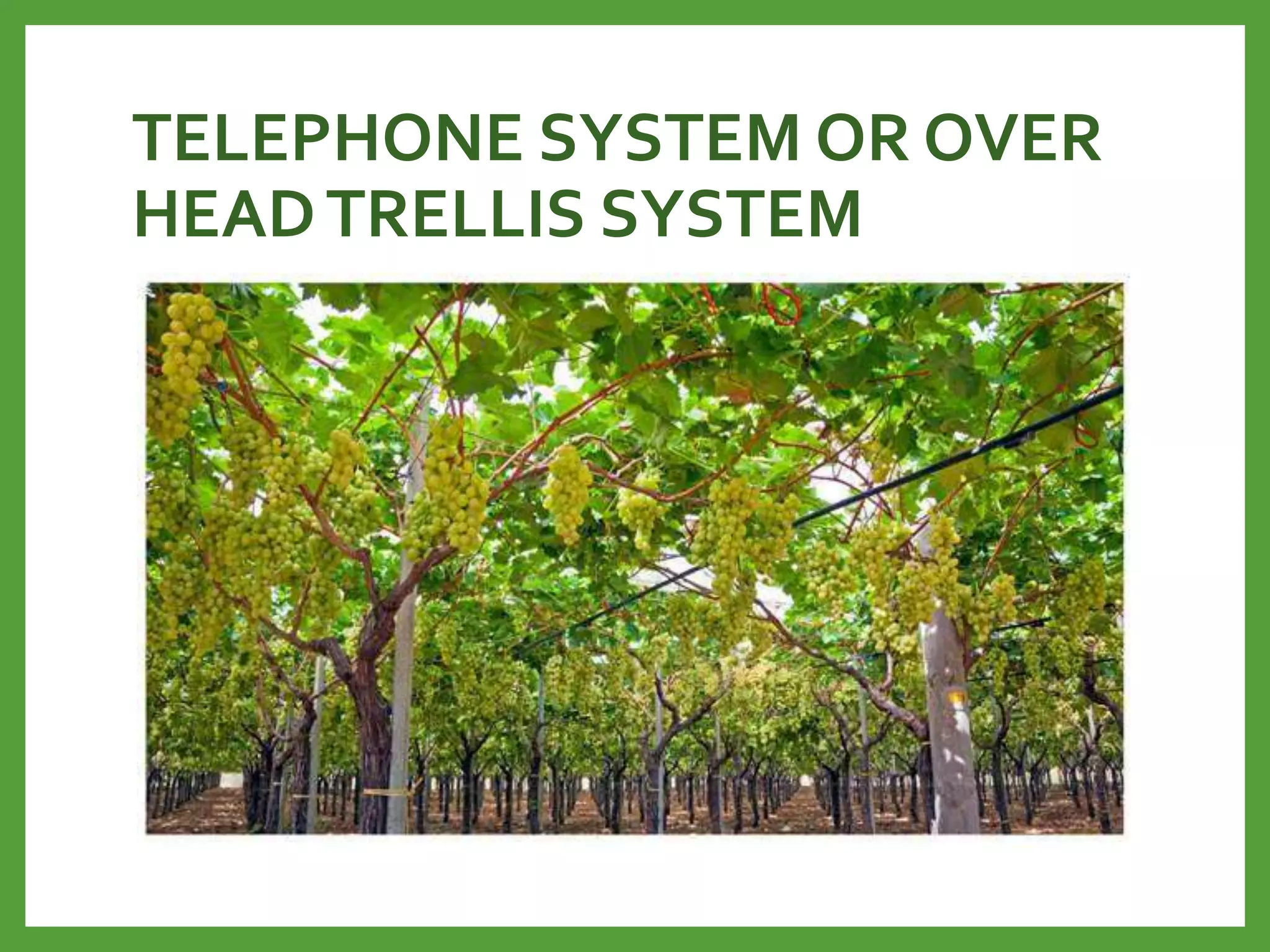 Canopy managemnt in grapes | PPTX