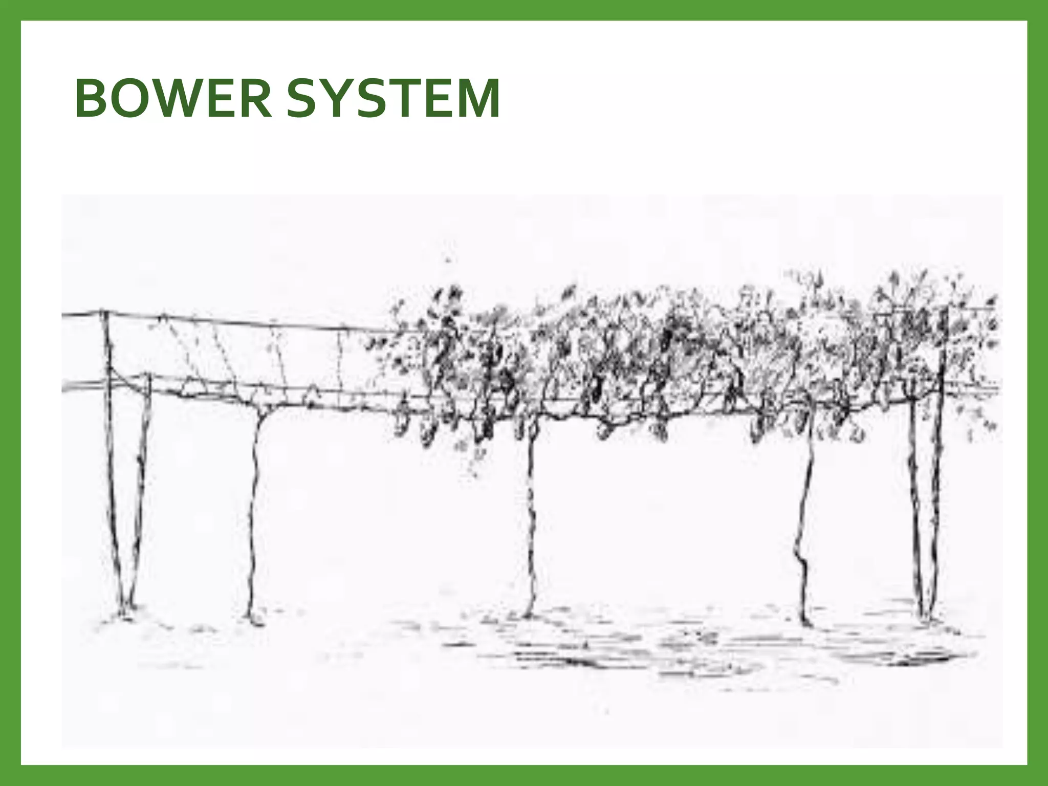 Canopy managemnt in grapes | PPTX