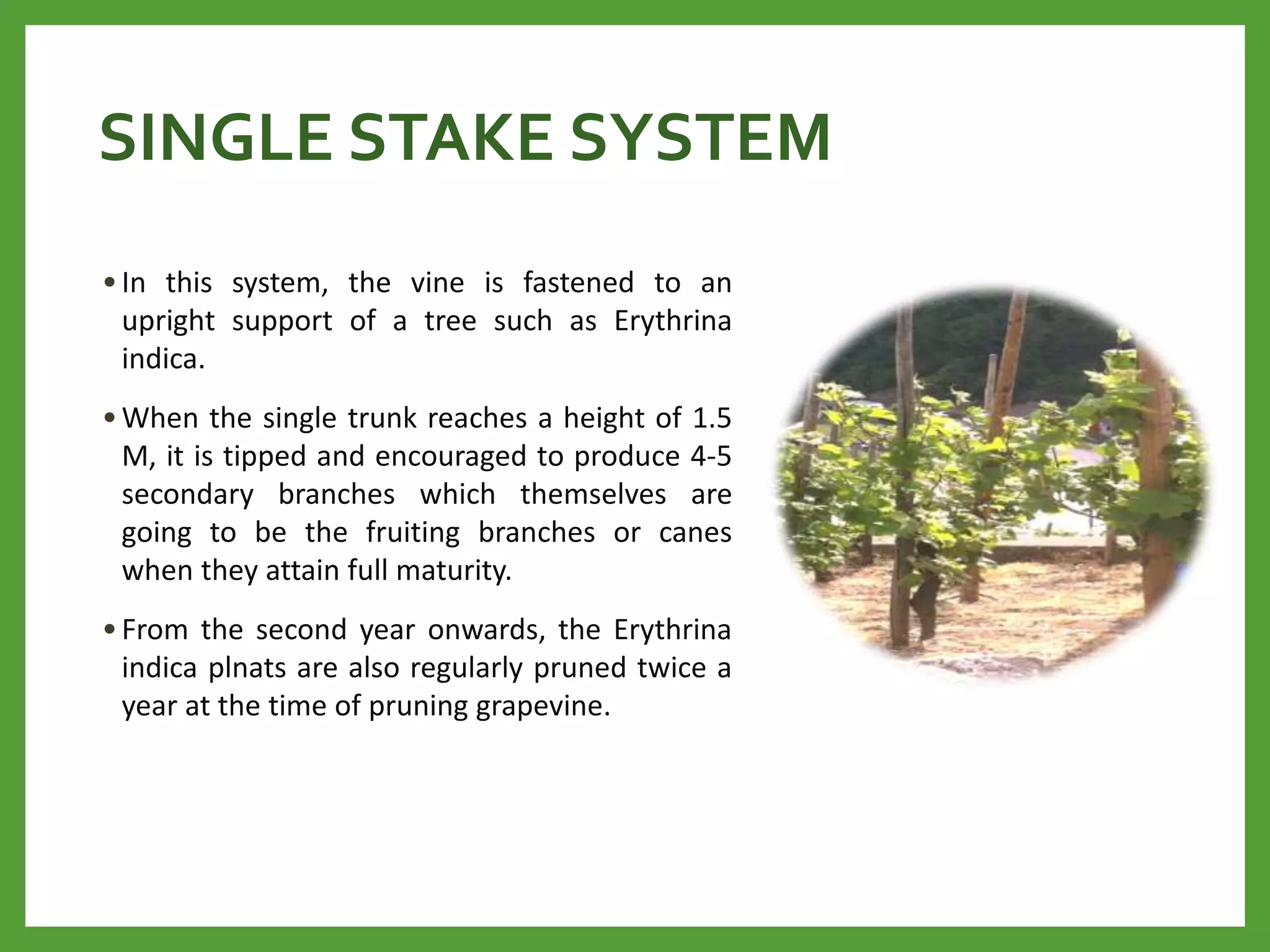 Canopy managemnt in grapes | PPTX