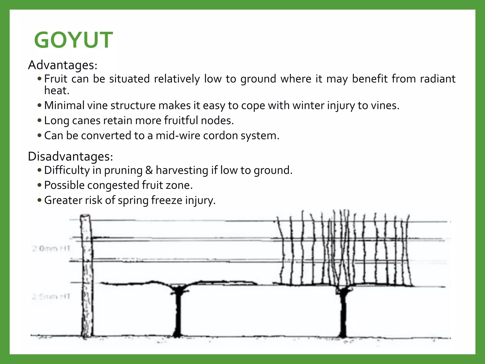 Canopy managemnt in grapes | PPTX