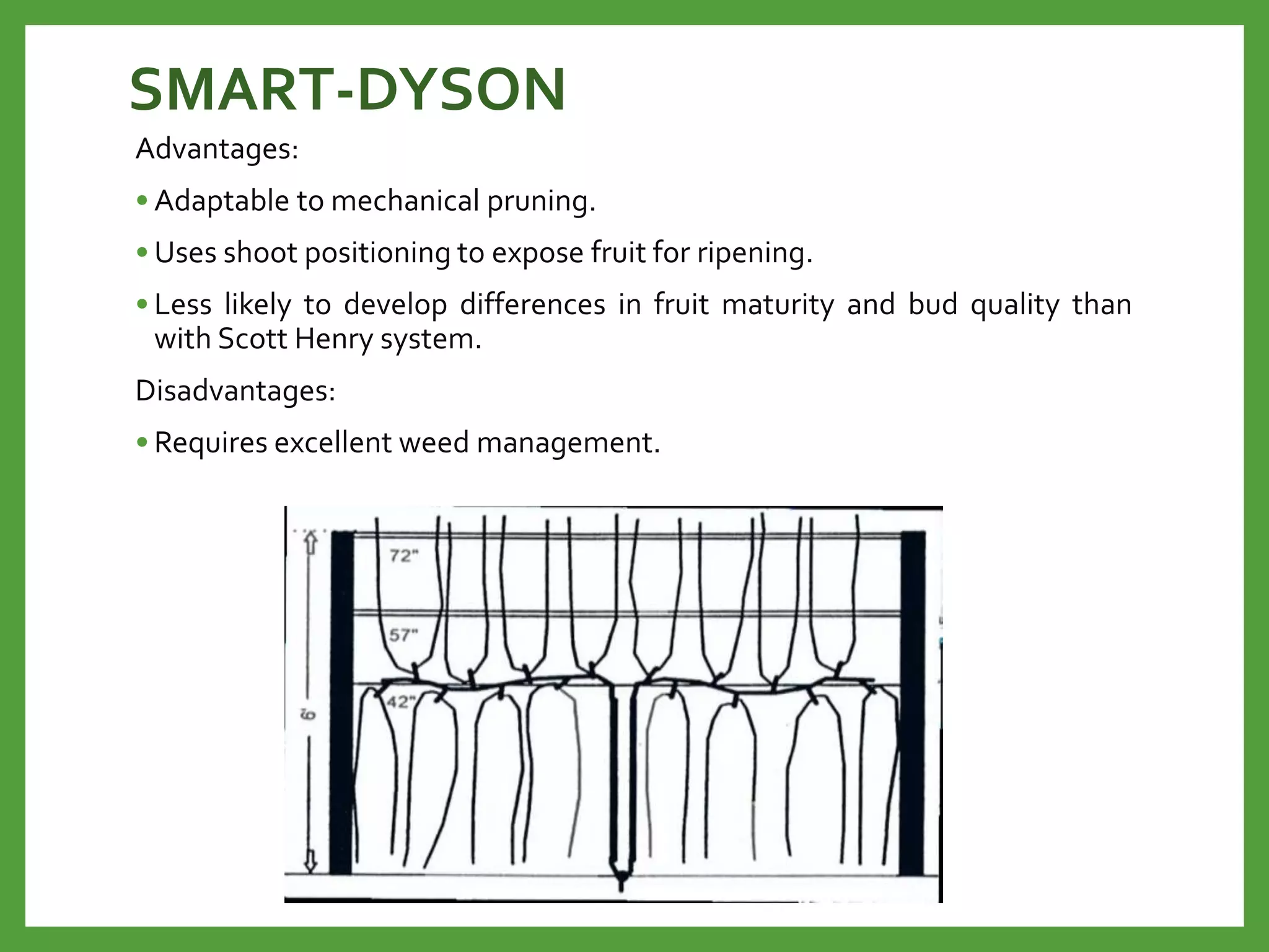 Canopy managemnt in grapes | PPTX